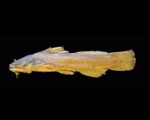 30 Extinct Animals in USA - Exploring-USA