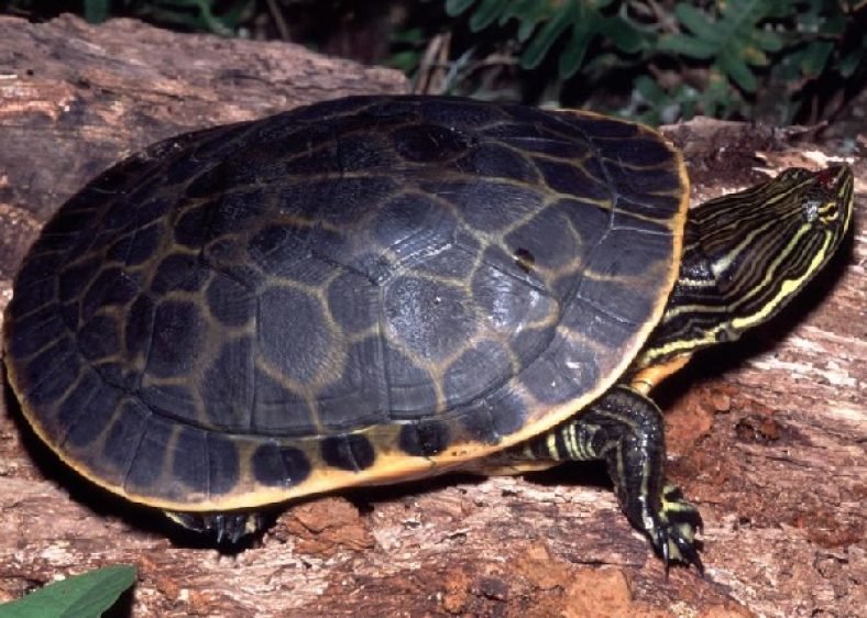 18 Amazing Animals Only Found in the United States - Exploring-USA