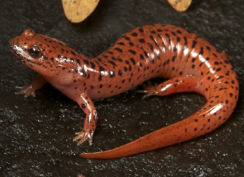 18 Amazing Animals Only Found in the United States - Exploring-USA
