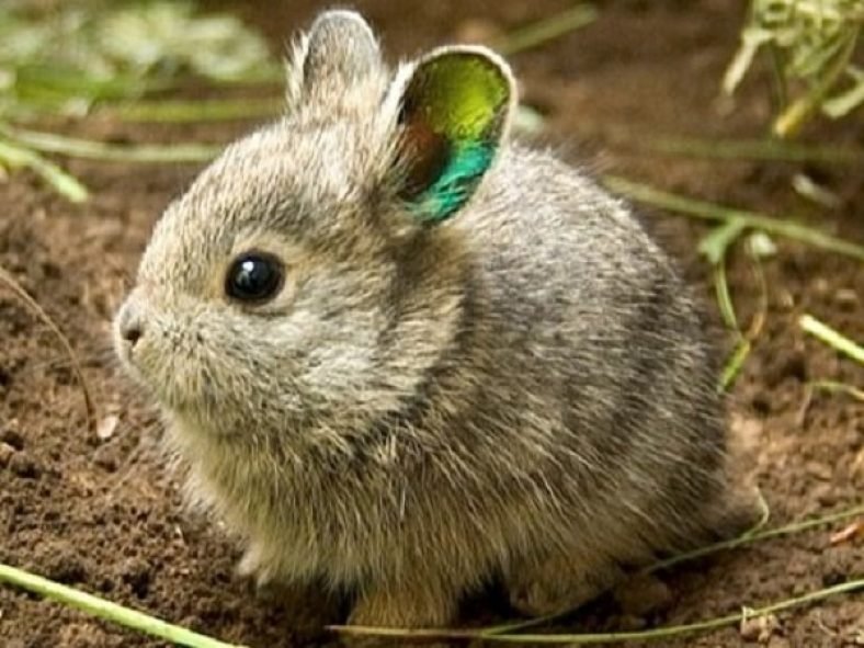 18 Amazing Animals Only Found in the United States - Exploring-USA