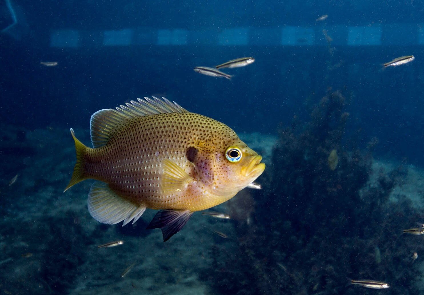 Blue Grotto Florida | Best Place to Visit in Florida - Exploring-USA