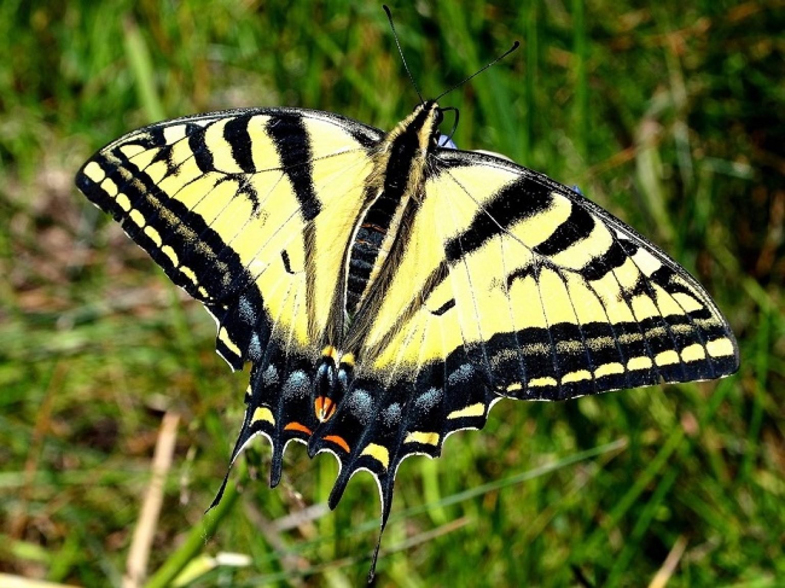 Top 10 Largest Insects in the United States – Exploring-USA