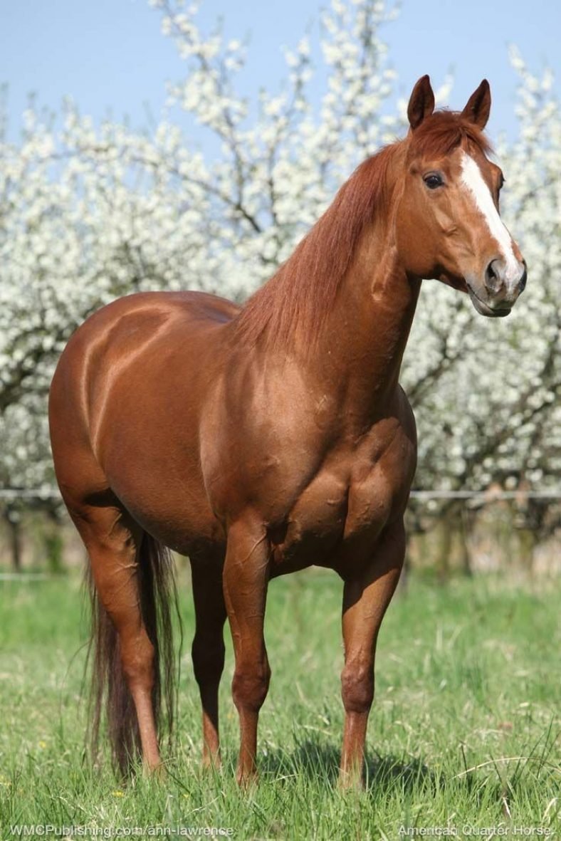 Top 10 Most Beautiful Horse Breeds In the USA - Exploring-USA