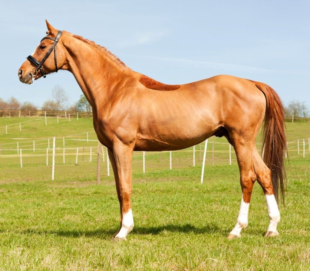 Top 10 Most Beautiful Horse Breeds In The Usa Exploring Usa